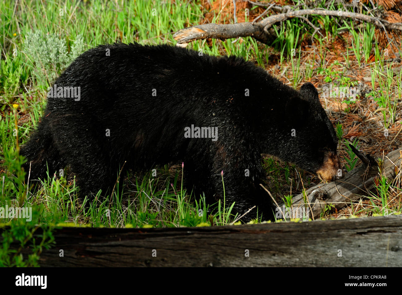 Black bears foraging hi-res stock photography and images - Alamy