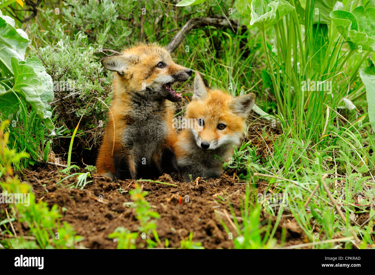 Red fox (Vulpes vulpes) Kits near den entrance- captive specimen ...
