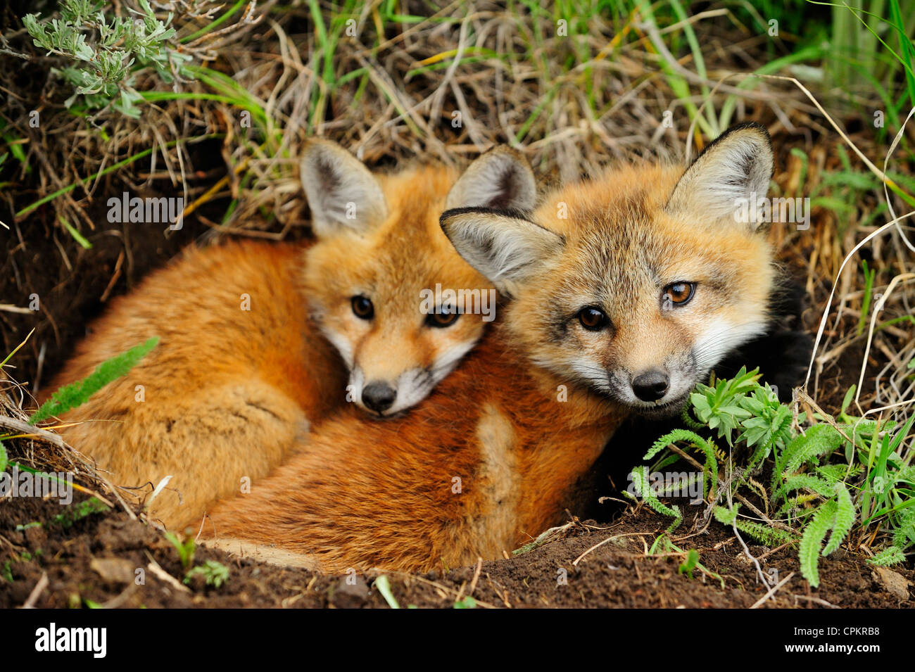 Red fox (Vulpes vulpes) Kits near den entrance- captive specimen ...