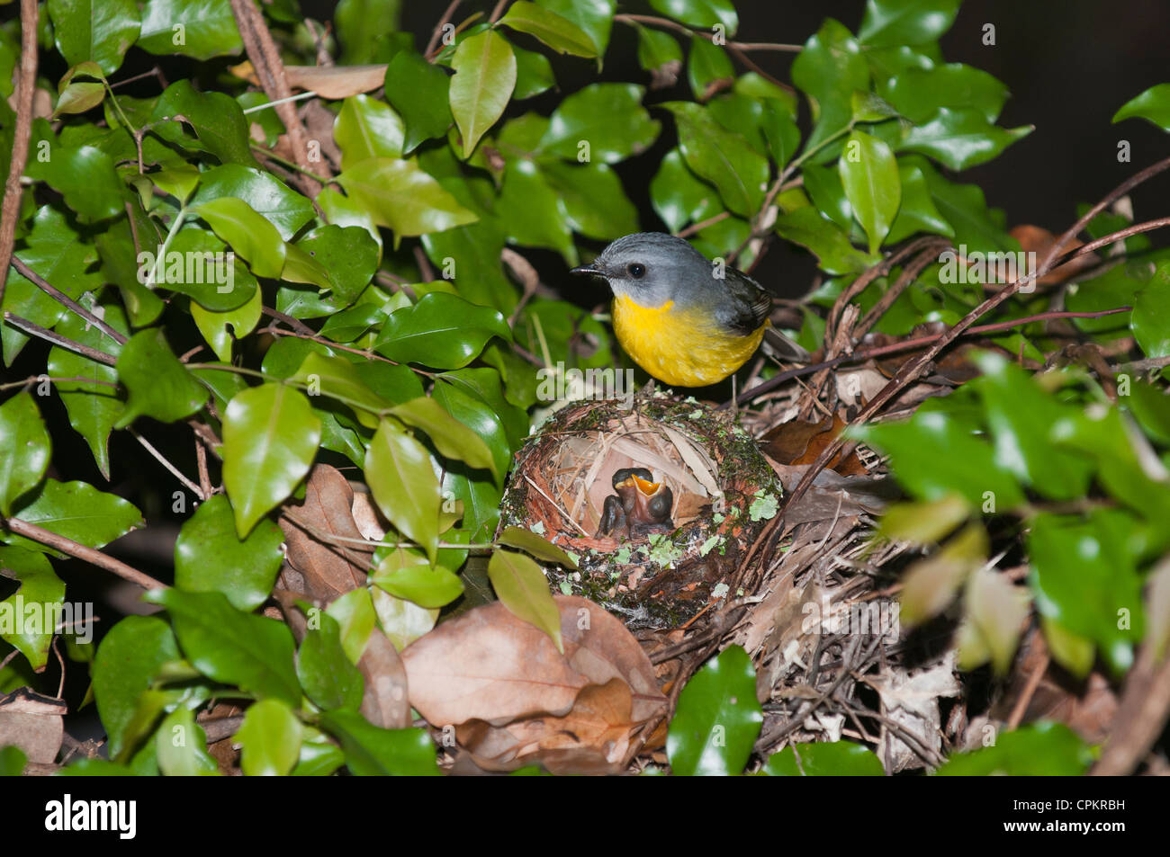 Yellow breasted robin chicks hi-res stock photography and images - Alamy