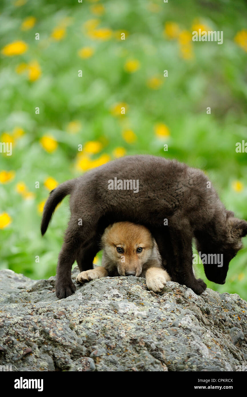 Gray wolf (Canis lupus) baby howling- captive specimen, Bozeman ...