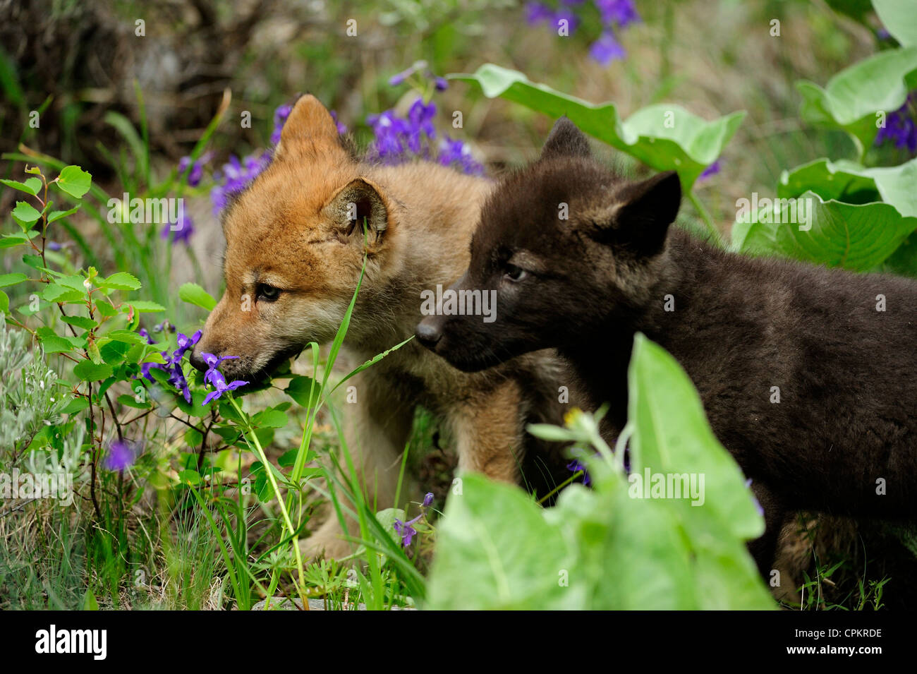 Gray Wolf Pups Stock Photos & Gray Wolf Pups Stock Images - Alamy