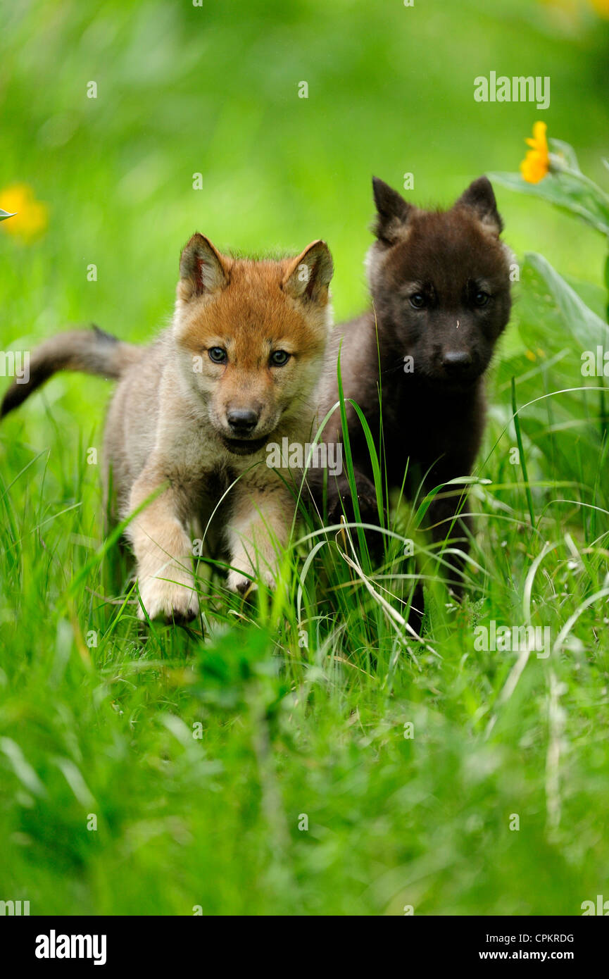 Gray wolf (Canis lupus) baby howling- captive specimen, Bozeman ...