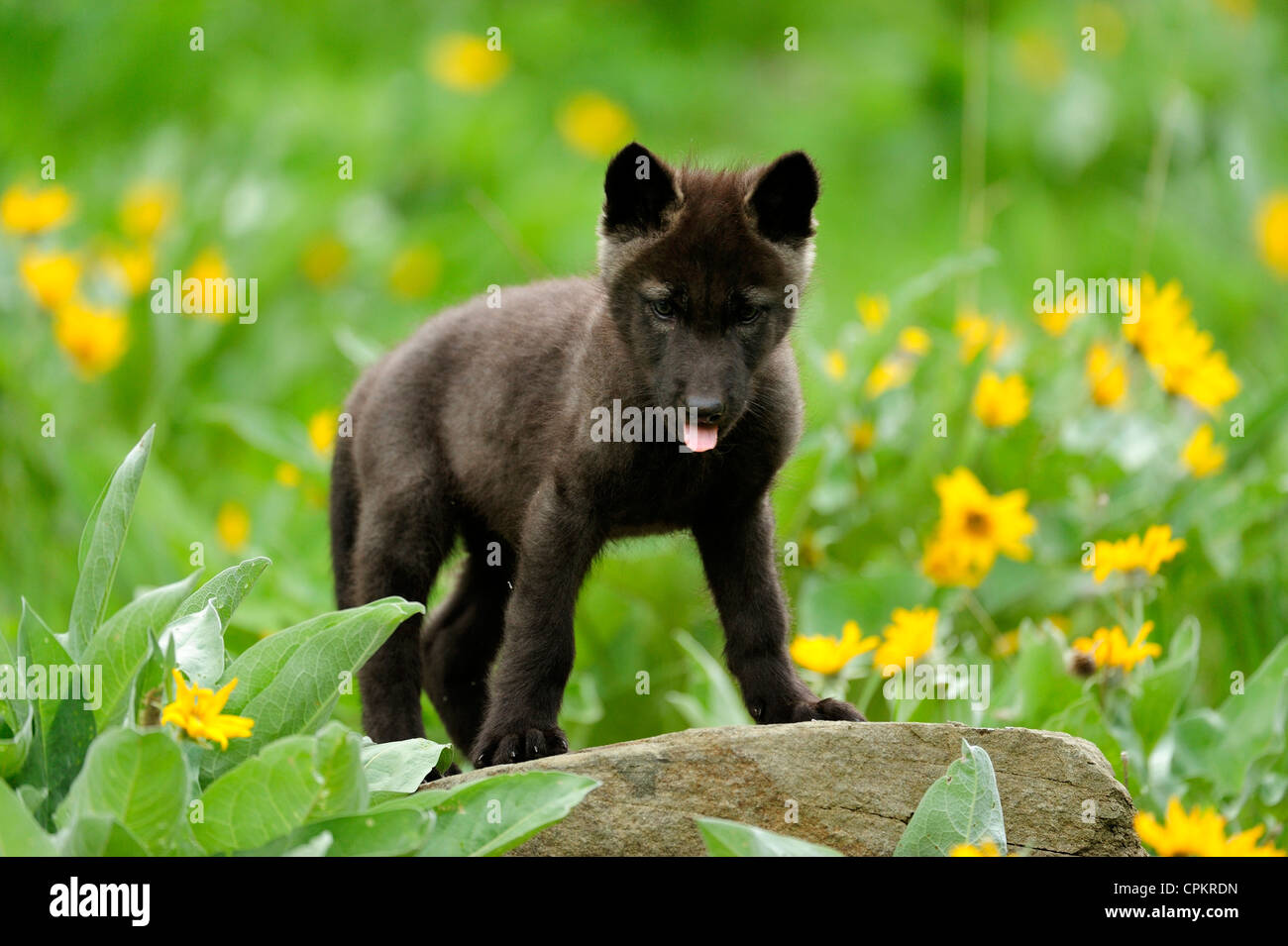 Gray wolf (Canis lupus) baby howling- captive specimen, Bozeman ...