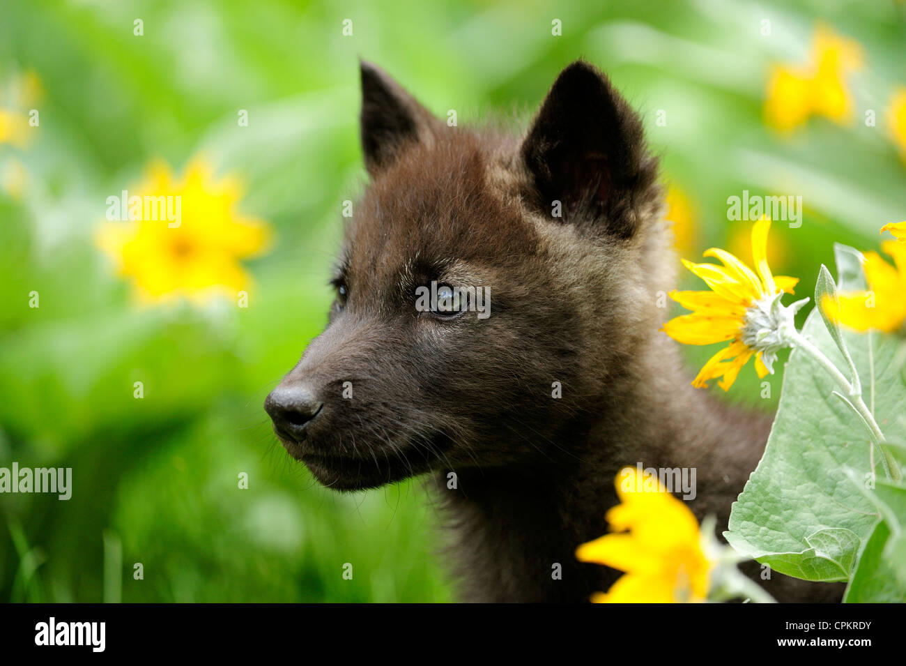Gray wolf (Canis lupus) baby howling- captive specimen, Bozeman ...