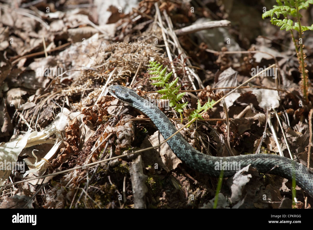 European viper hi-res stock photography and images - Alamy