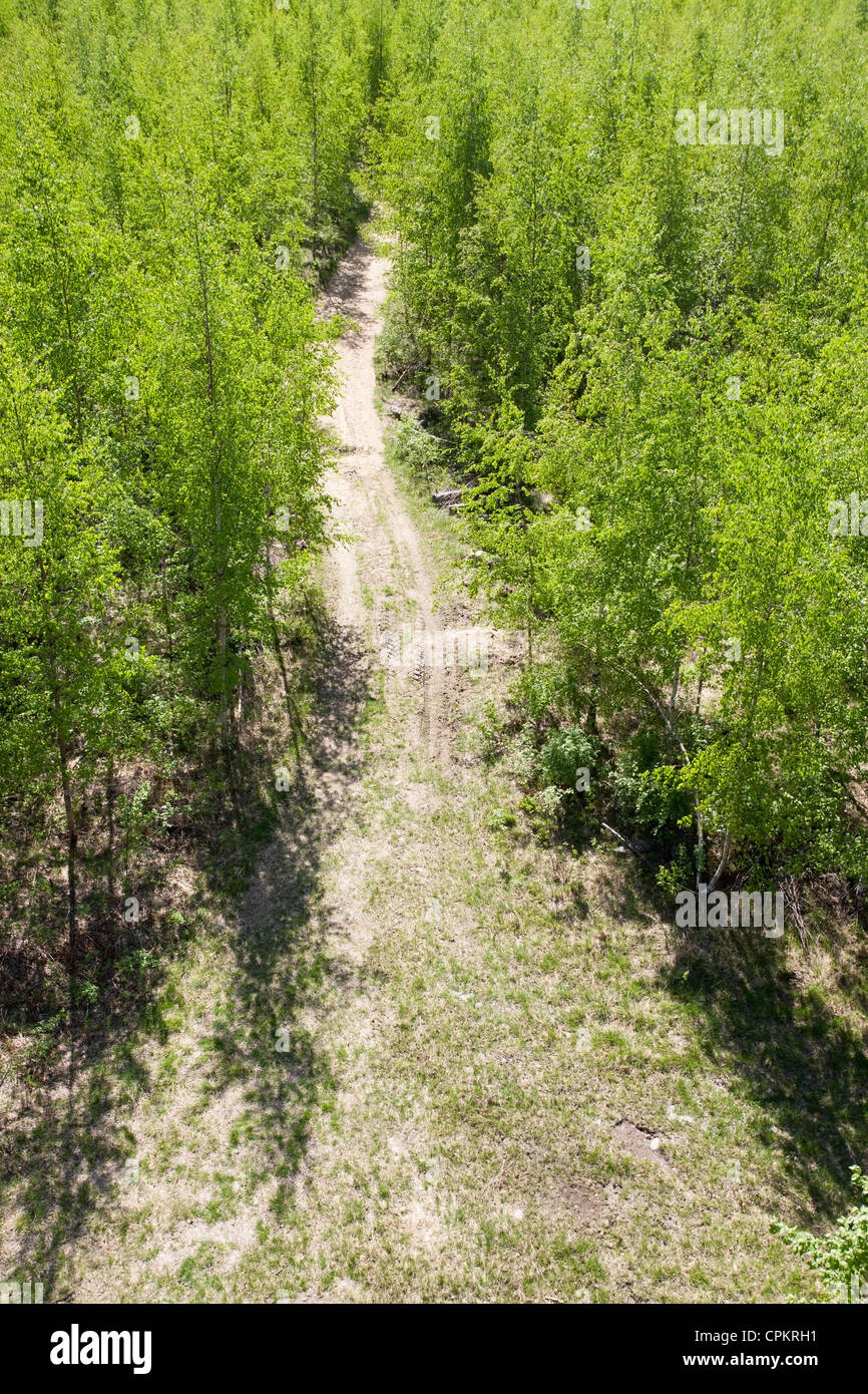 a road into forest, Finland Stock Photo - Alamy
