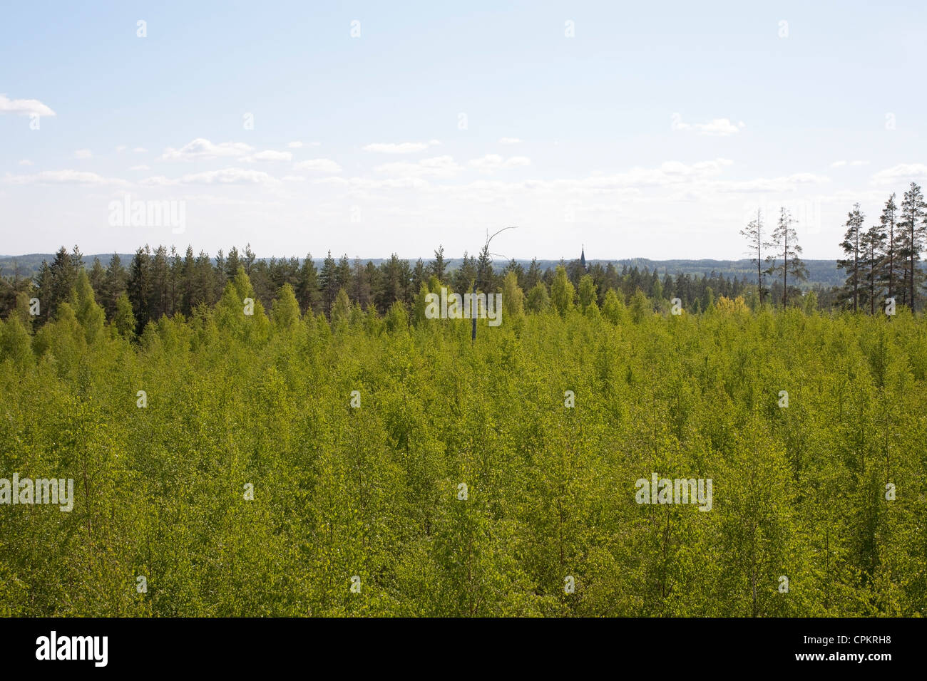 Daytime forest view trees hi-res stock photography and images - Alamy