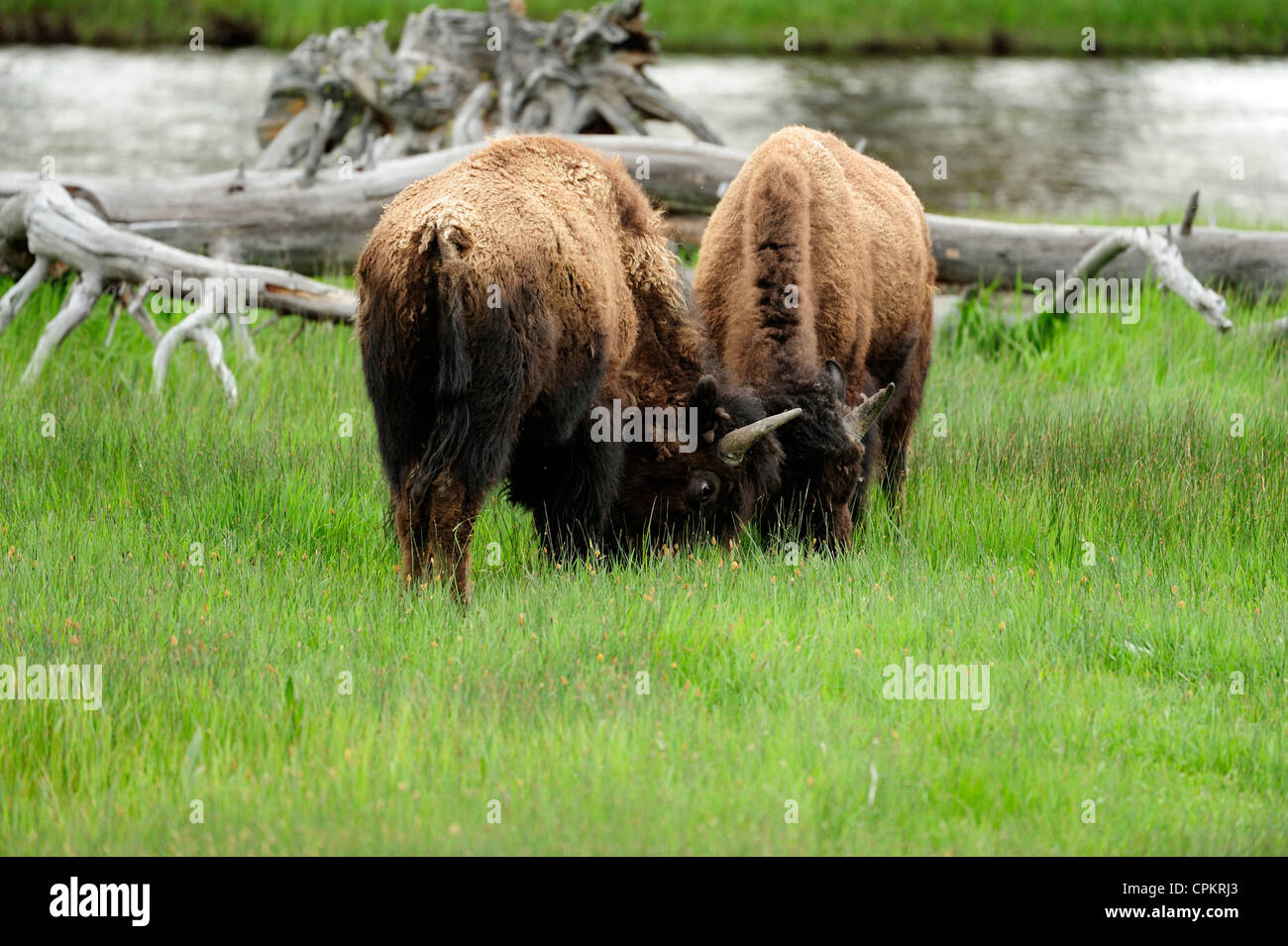 American bison (Bison bison) Spring calves, Yellowstone National Park ...
