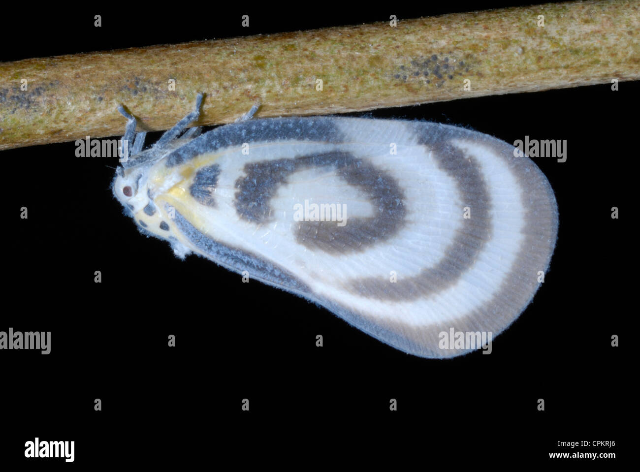 Exotic Flatid Bug (Fulgoridae sp.) in a Thai rainforest Stock Photo - Alamy