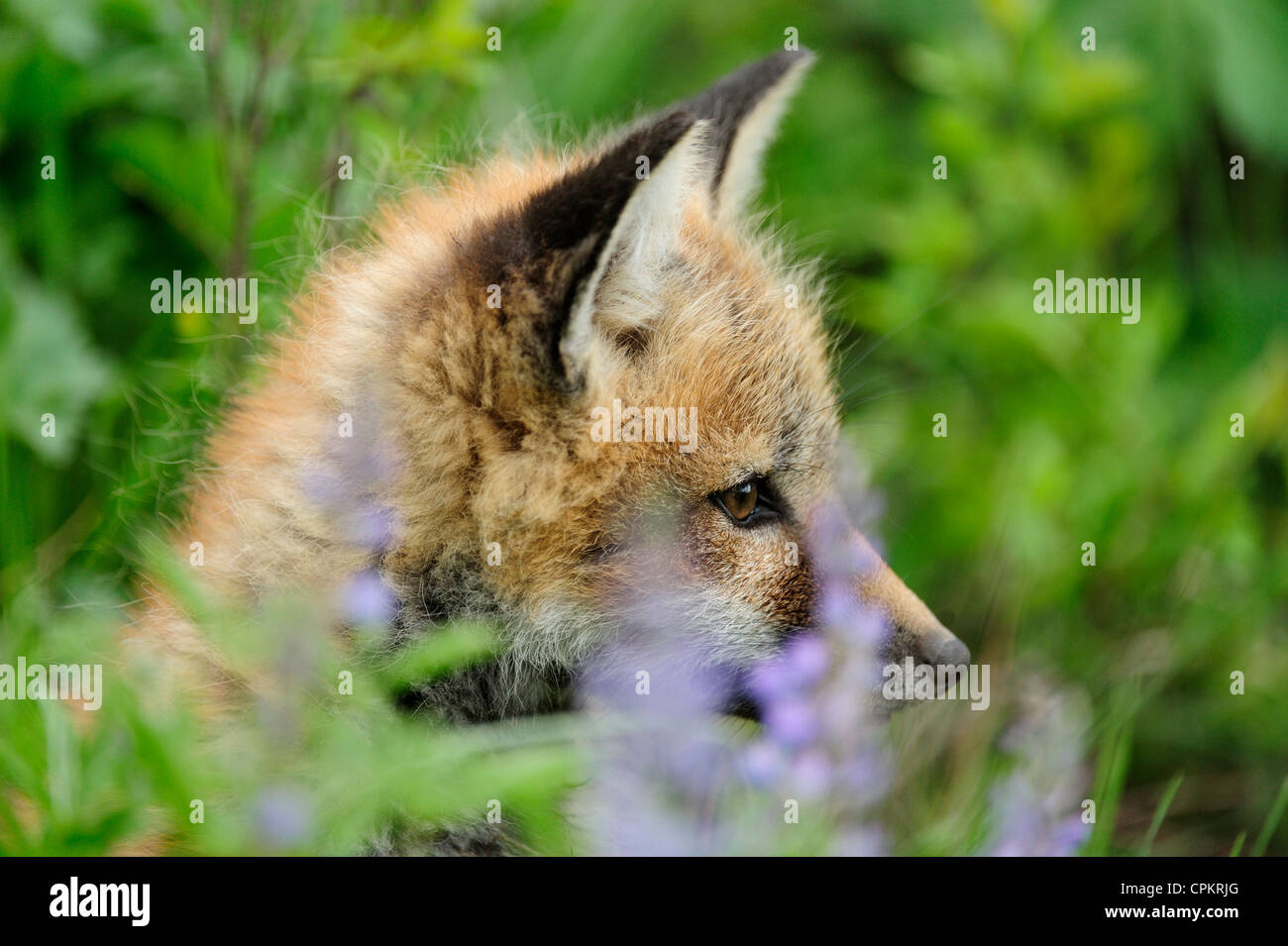 Red fox (Vulpes vulpes) Kits near den entrance- captive specimen ...