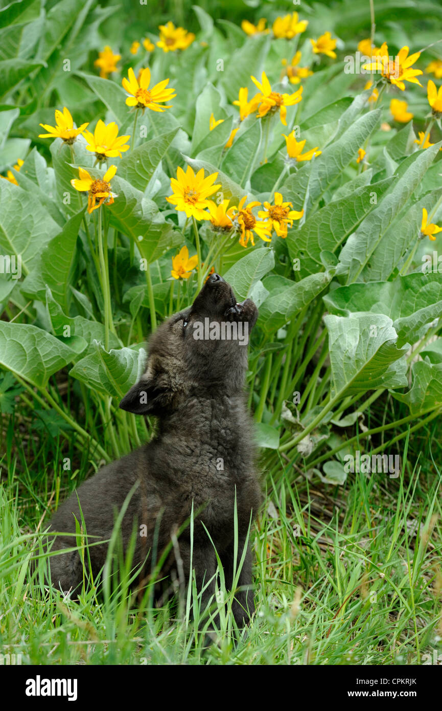 Gray wolf (Canis lupus) baby howling- captive specimen, Bozeman ...