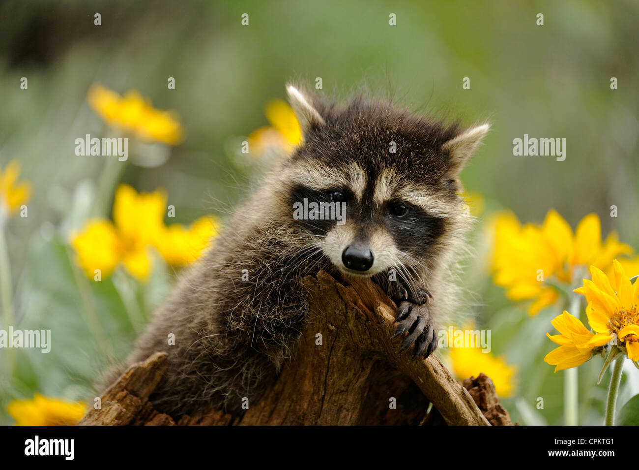 Raccoon (Procyon lotor) baby- captive specimen, Bozeman, Montana, USA ...