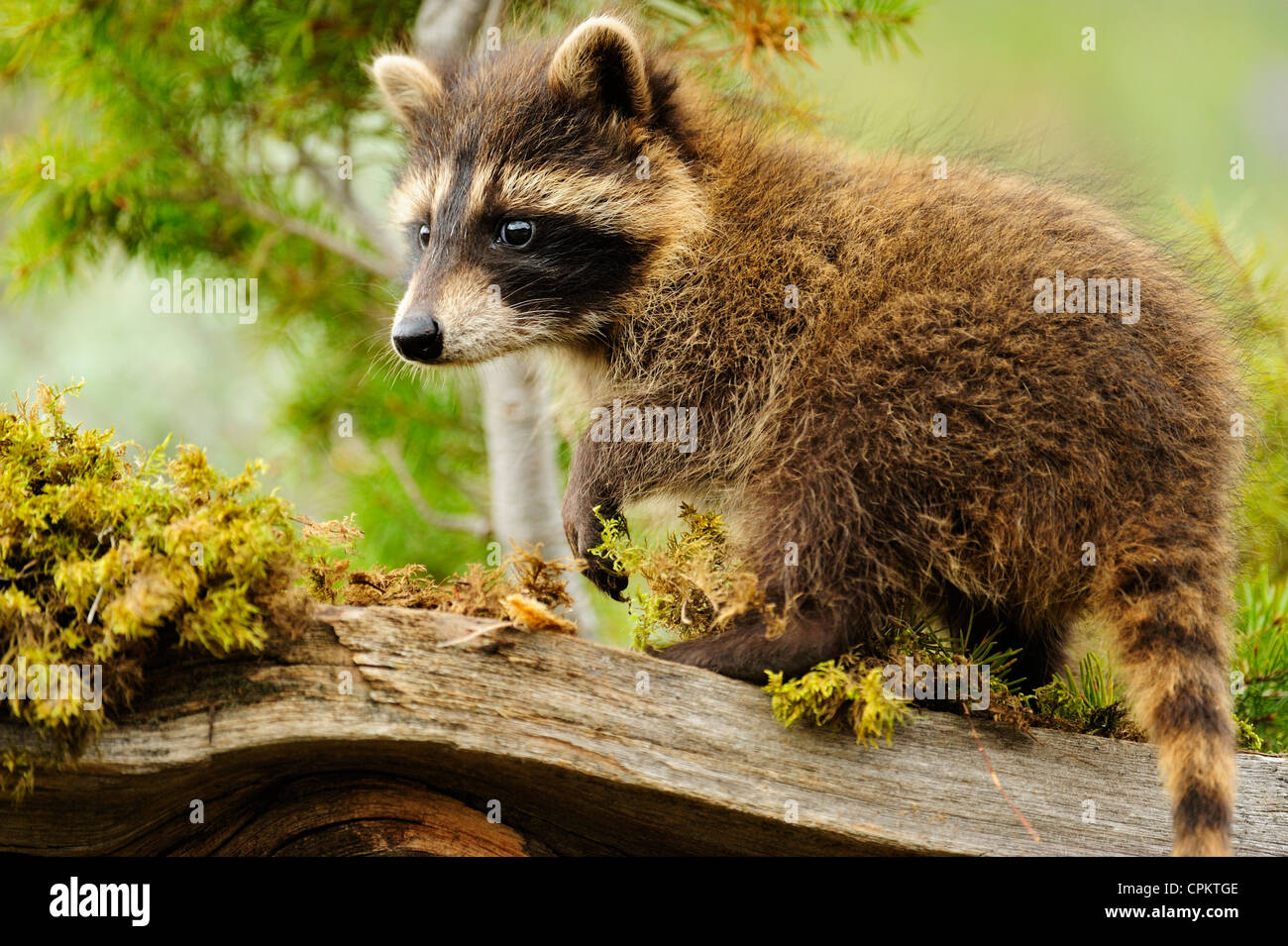 Raccoon (Procyon lotor) baby- captive specimen, Bozeman, Montana, USA ...