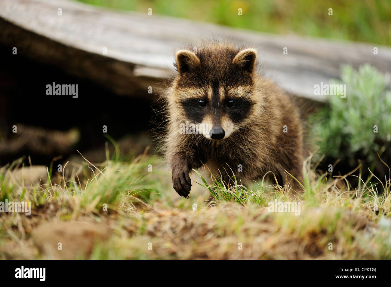 Raccoon (Procyon lotor) baby- captive specimen, Bozeman, Montana, USA ...