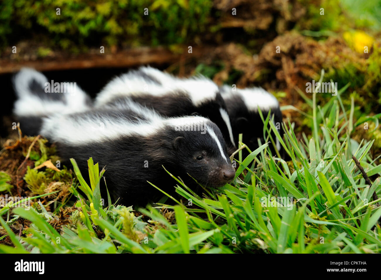 Skunk den hi-res stock photography and images - Alamy