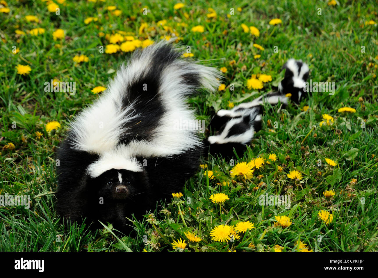 Striped Skunk (Mephitis mephitis) babies and adult- captive specimen ...