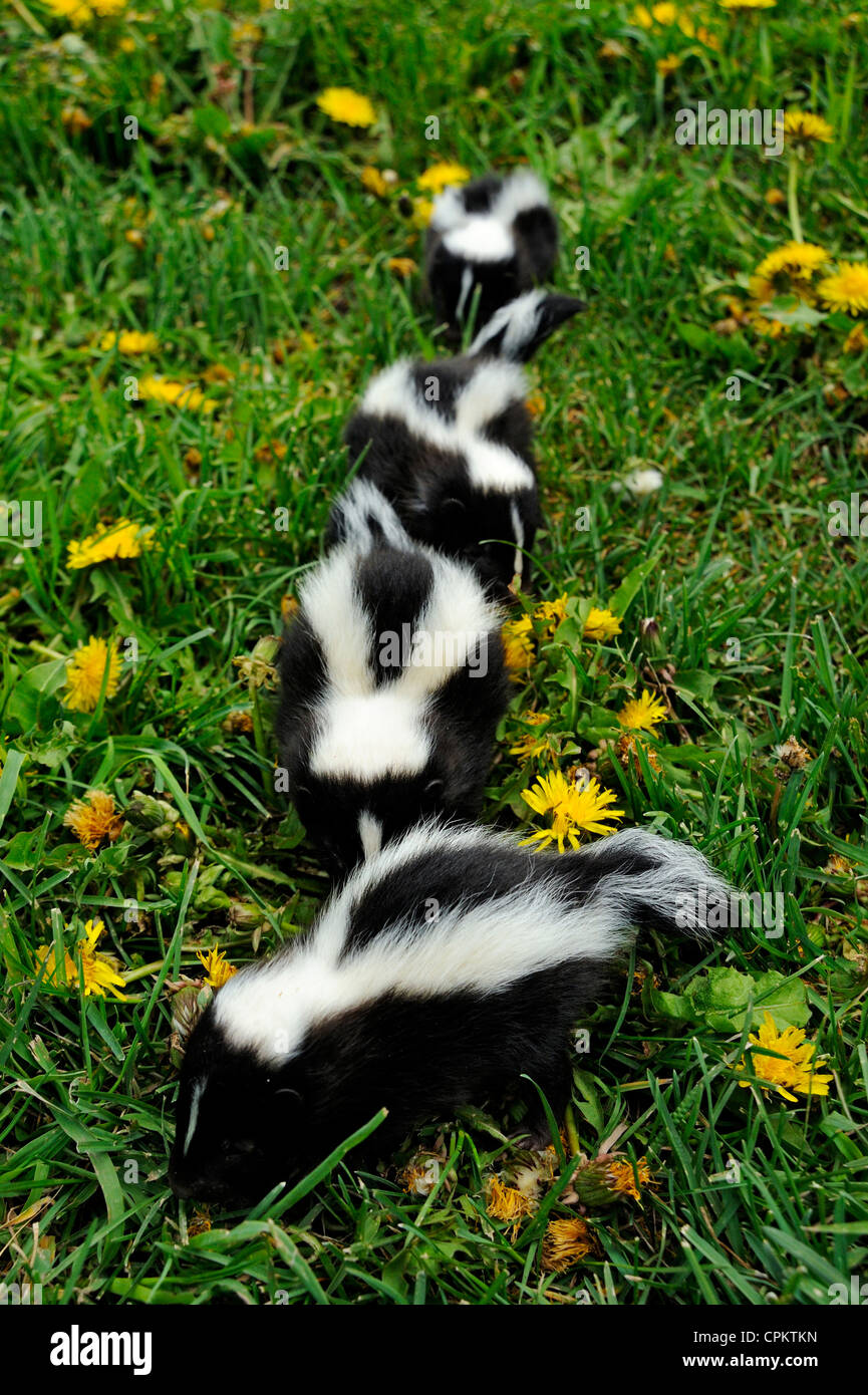Striped skunk den hi-res stock photography and images - Alamy