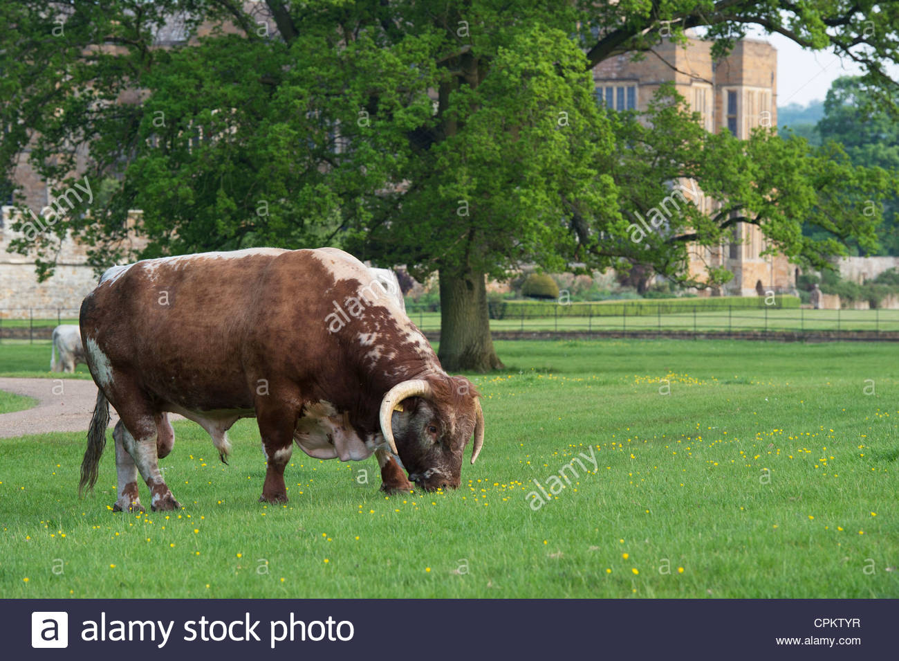 Bull Castle High Resolution Stock Photography and Images - Alamy