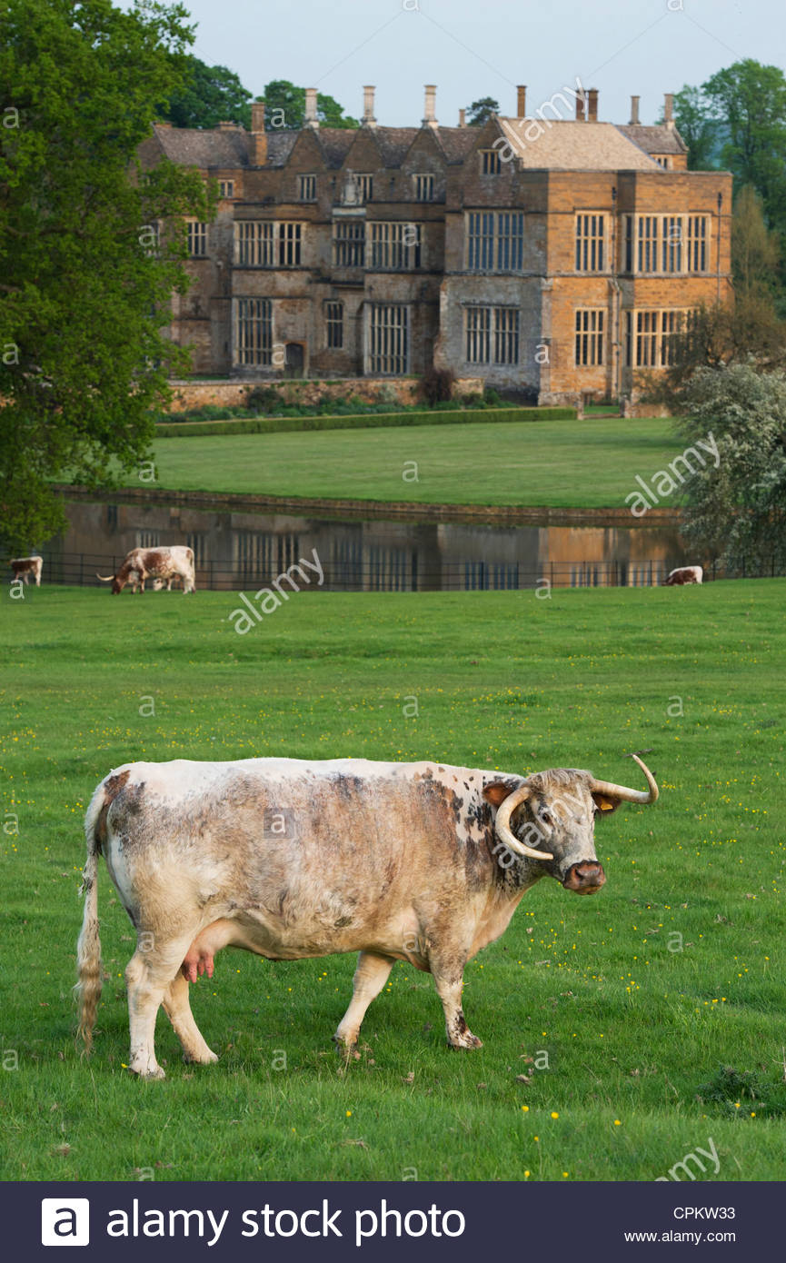 Long Horned Brown And White Breed Of Beef Cattle High Resolution Stock ...