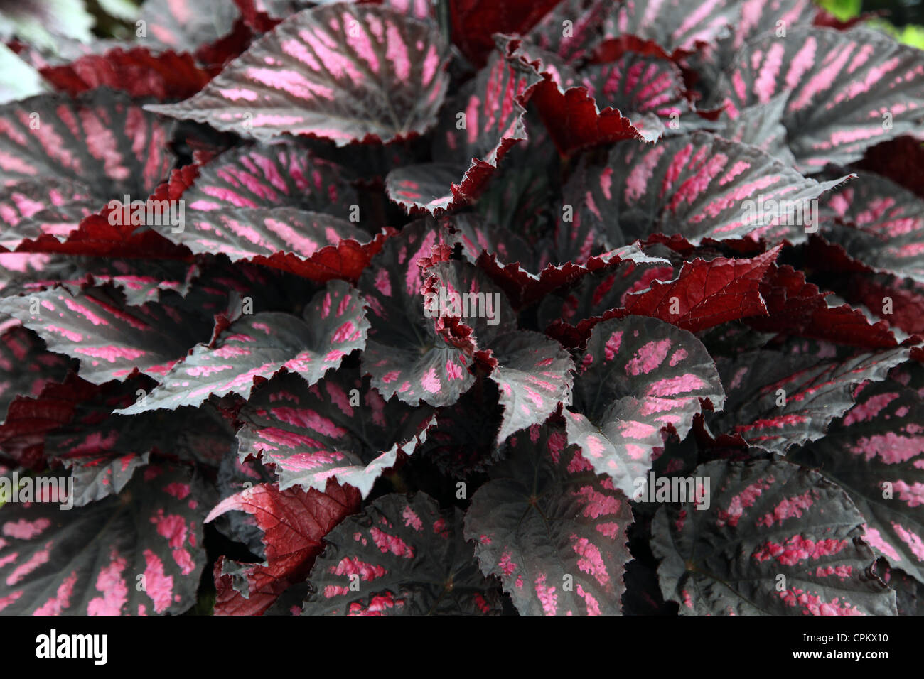 Begonia Rumba shown by Enterprise Plants Chelsea Flower Show 2012 Stock ...