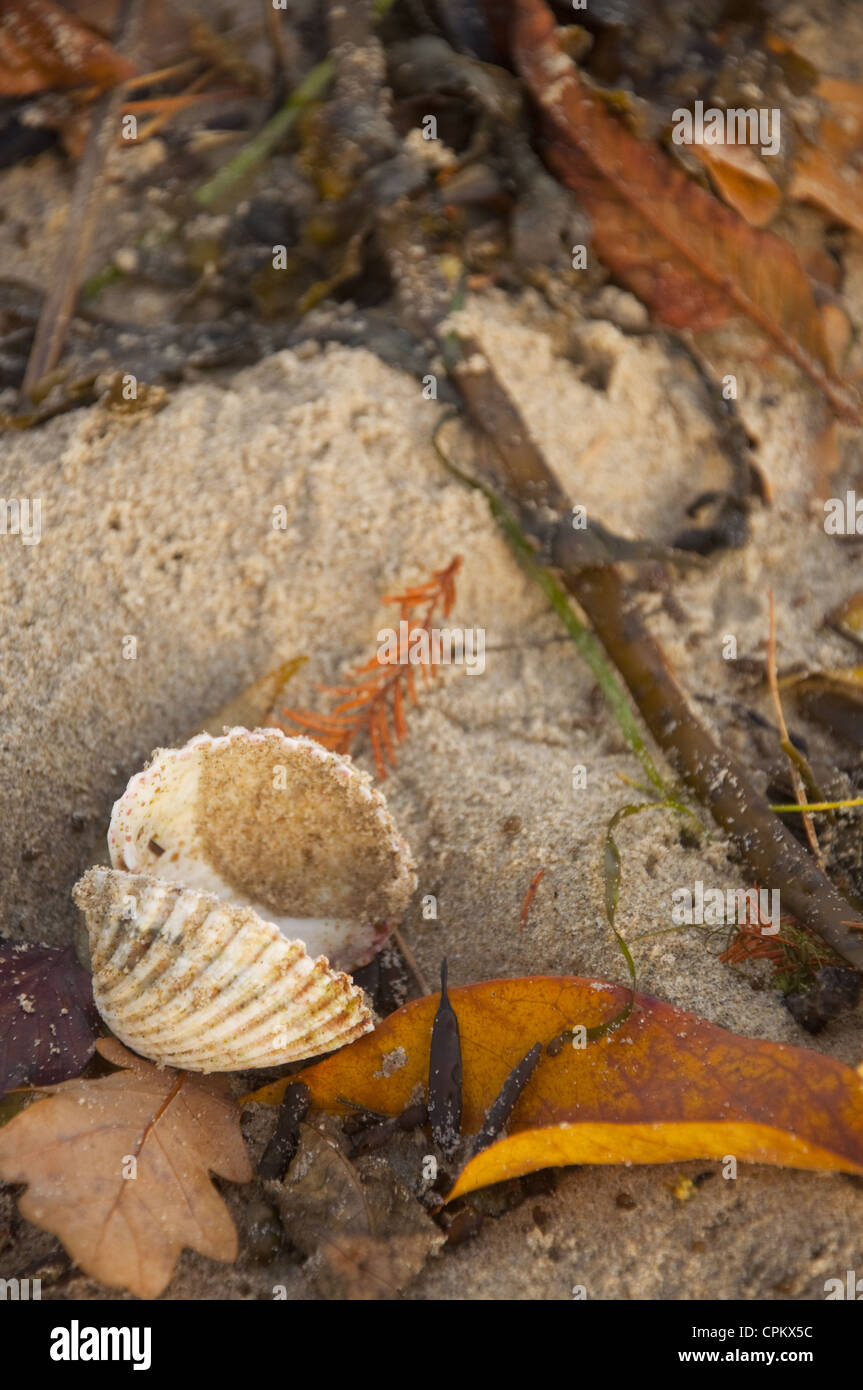 seashell with leafs on the beach Stock Photo - Alamy