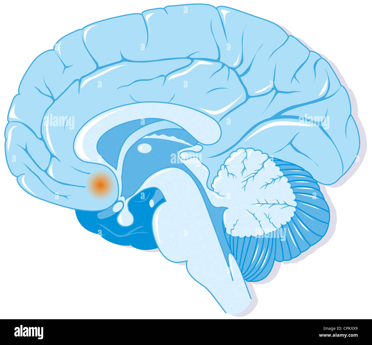 Limbic system drawing hi-res stock photography and images - Alamy