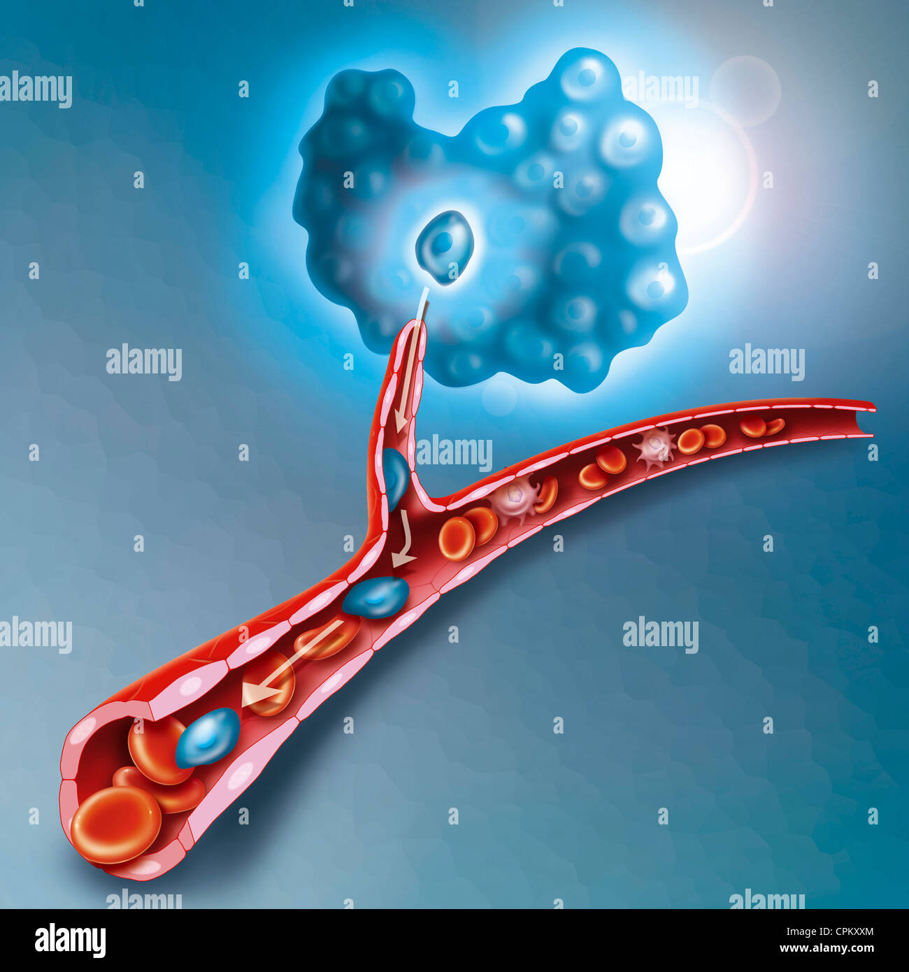 Neo angiogénesis tumoral hi-res stock photography and images - Alamy