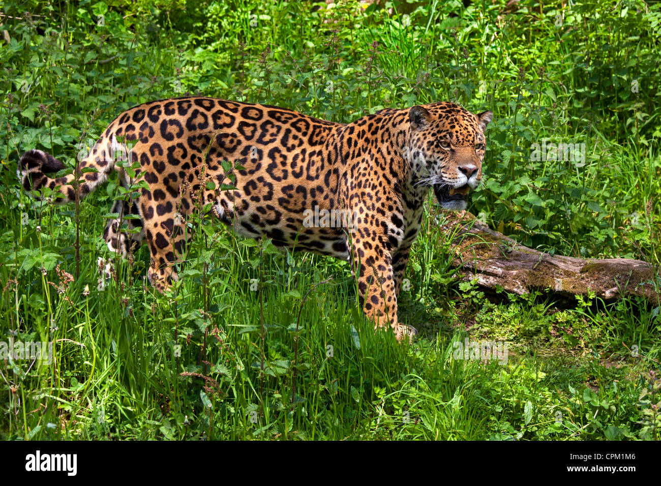 Jaguar panthera onca hi-res stock photography and images - Alamy