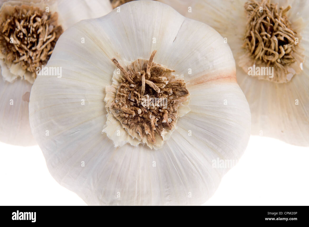 Garlic on a white background Stock Photo - Alamy