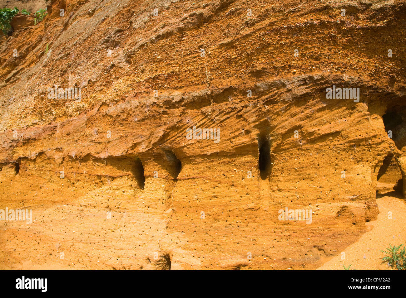 Red crag rock deposits with shells and cross bedding exposed at a ...