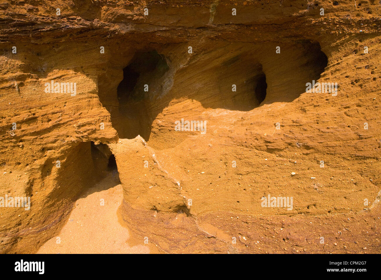 Red crag rock deposits with shells and cross bedding exposed at a ...