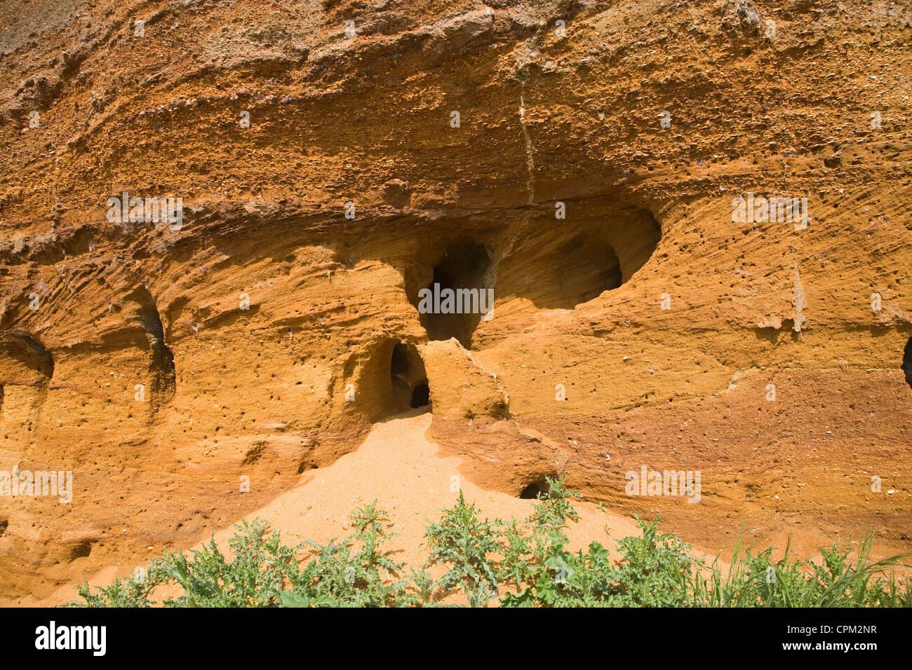 Red crag rock deposits with shells and cross bedding exposed at a ...