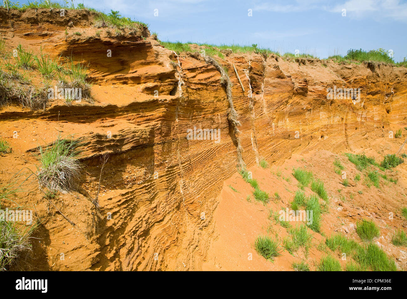 Red crag rock deposits with shells and cross bedding exposed at a ...