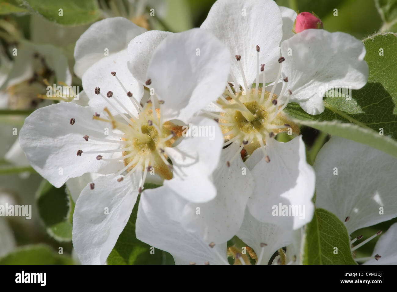 close-up shot of apple flowers on a flowering tree Stock Photo - Alamy