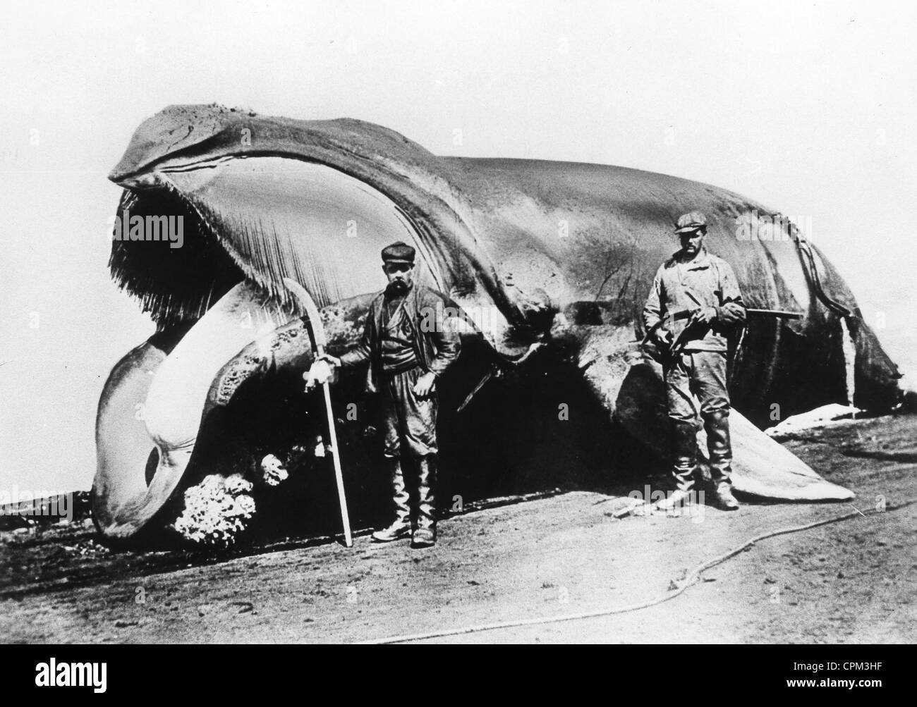 Toothed whale Black and White Stock Photos & Images - Alamy