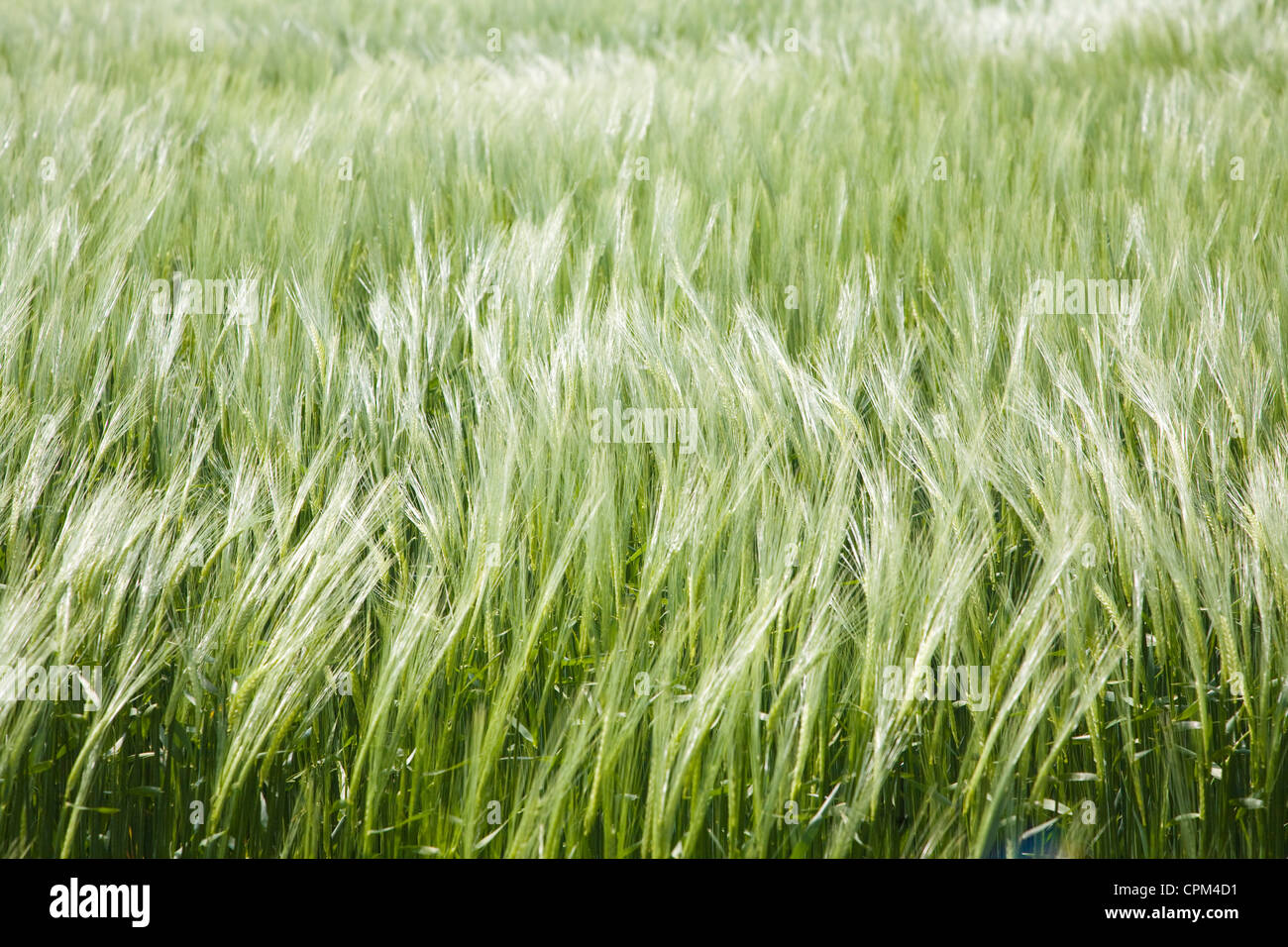 Green barley crop growing in field Stock Photo - Alamy