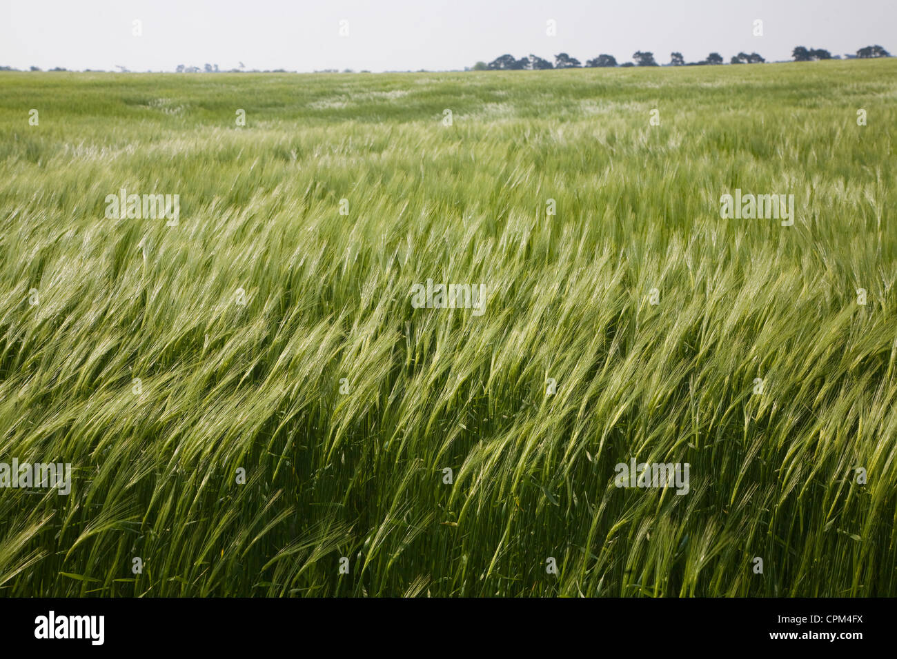 Green barley crop growing in field Stock Photo - Alamy