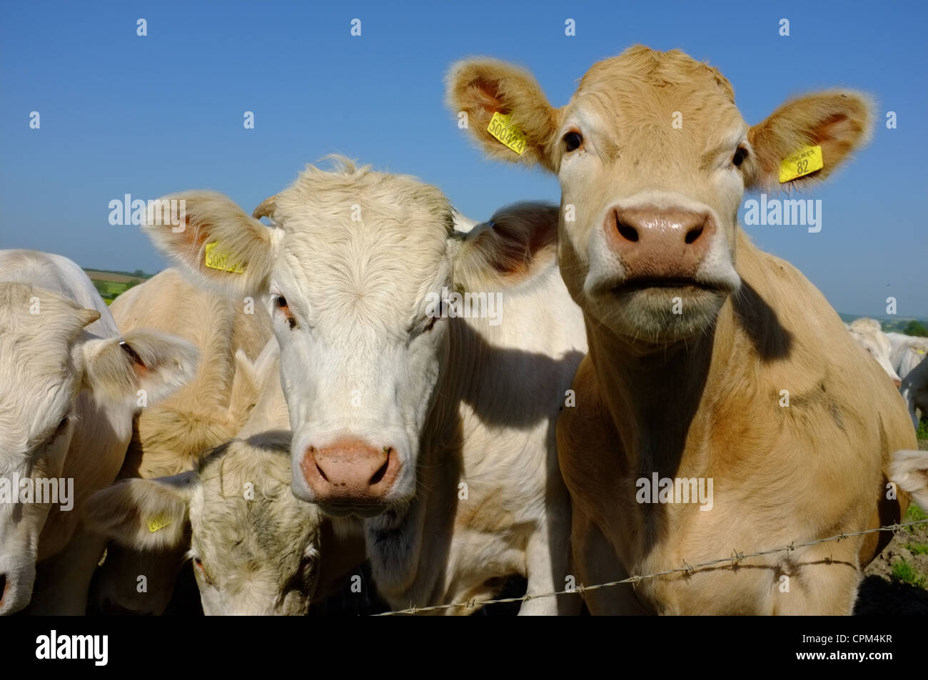charolais cows in a field Stock Photo - Alamy