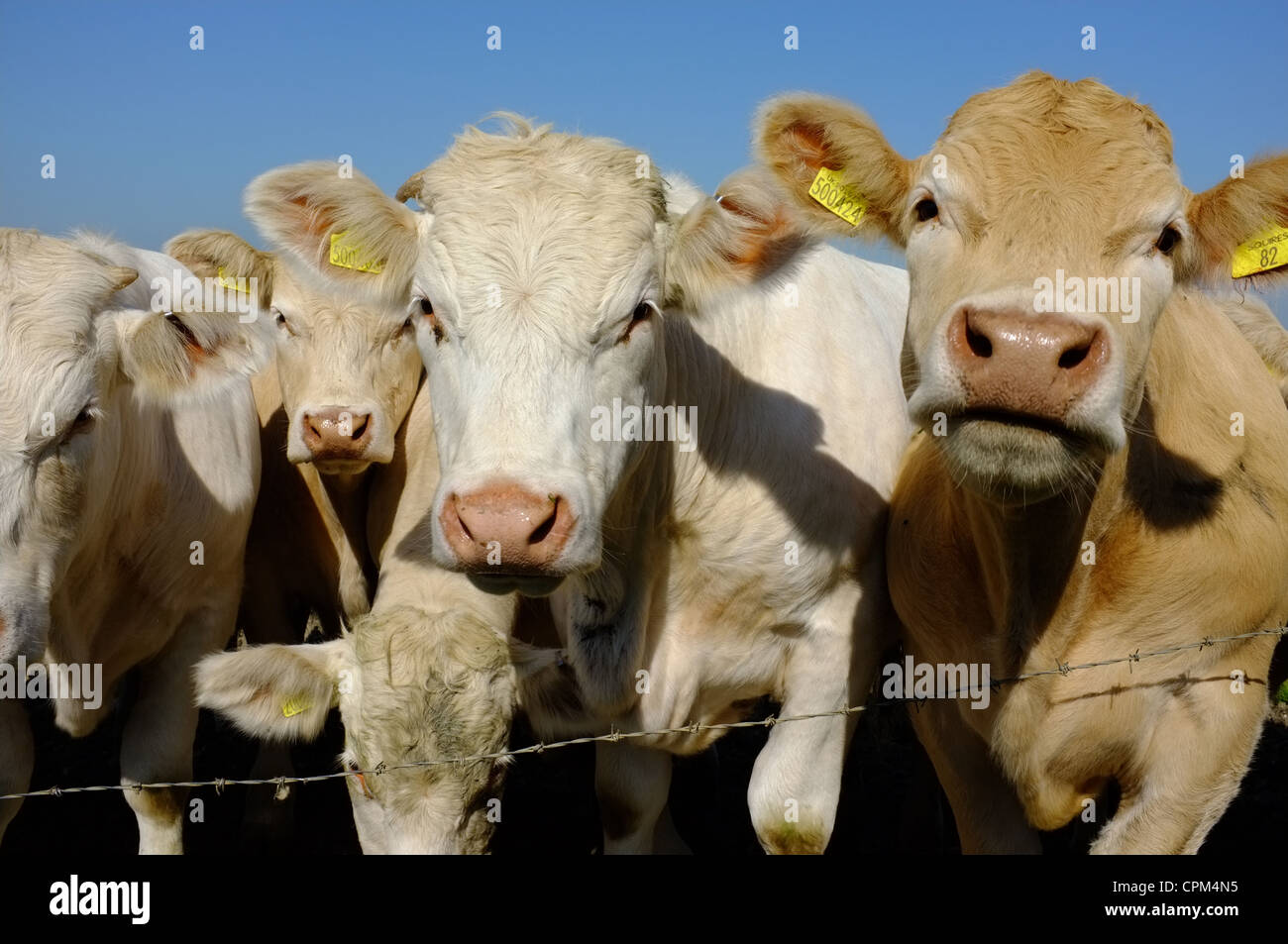 Charolais bull hi-res stock photography and images - Alamy