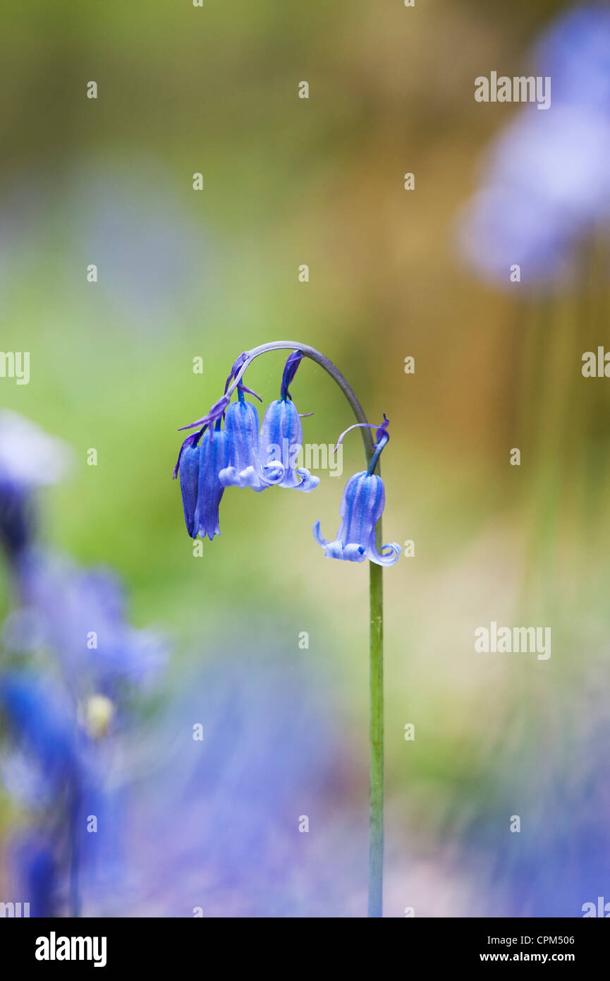 Hyacinthoides non scripta. Bluebell flower in an English woodland Stock ...