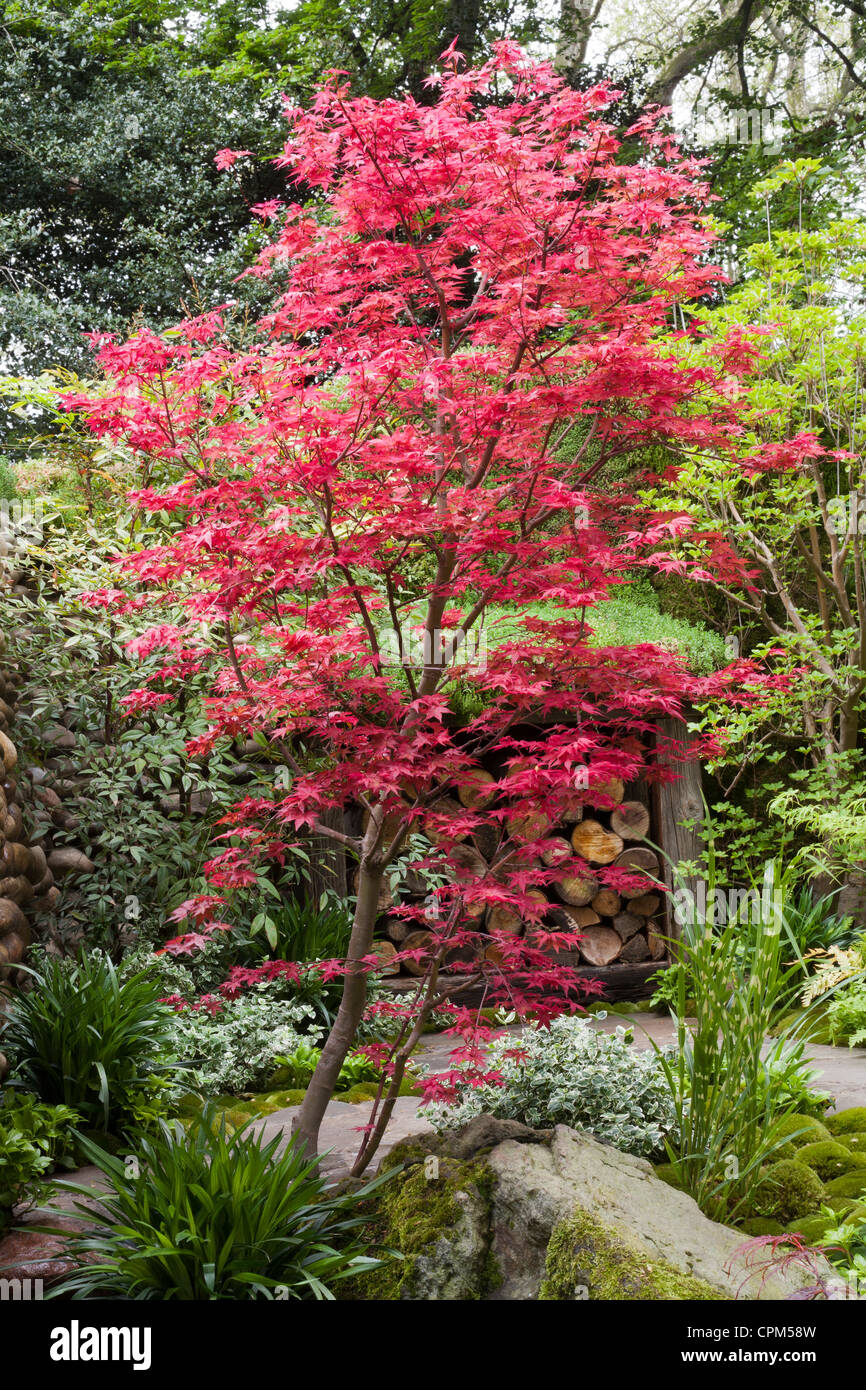 Acer flower hi-res stock photography and images - Alamy