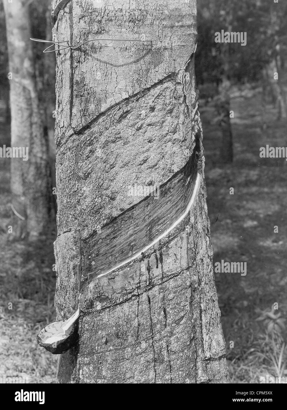 Agriculture on rubber tree Black and White Stock Photos & Images - Alamy