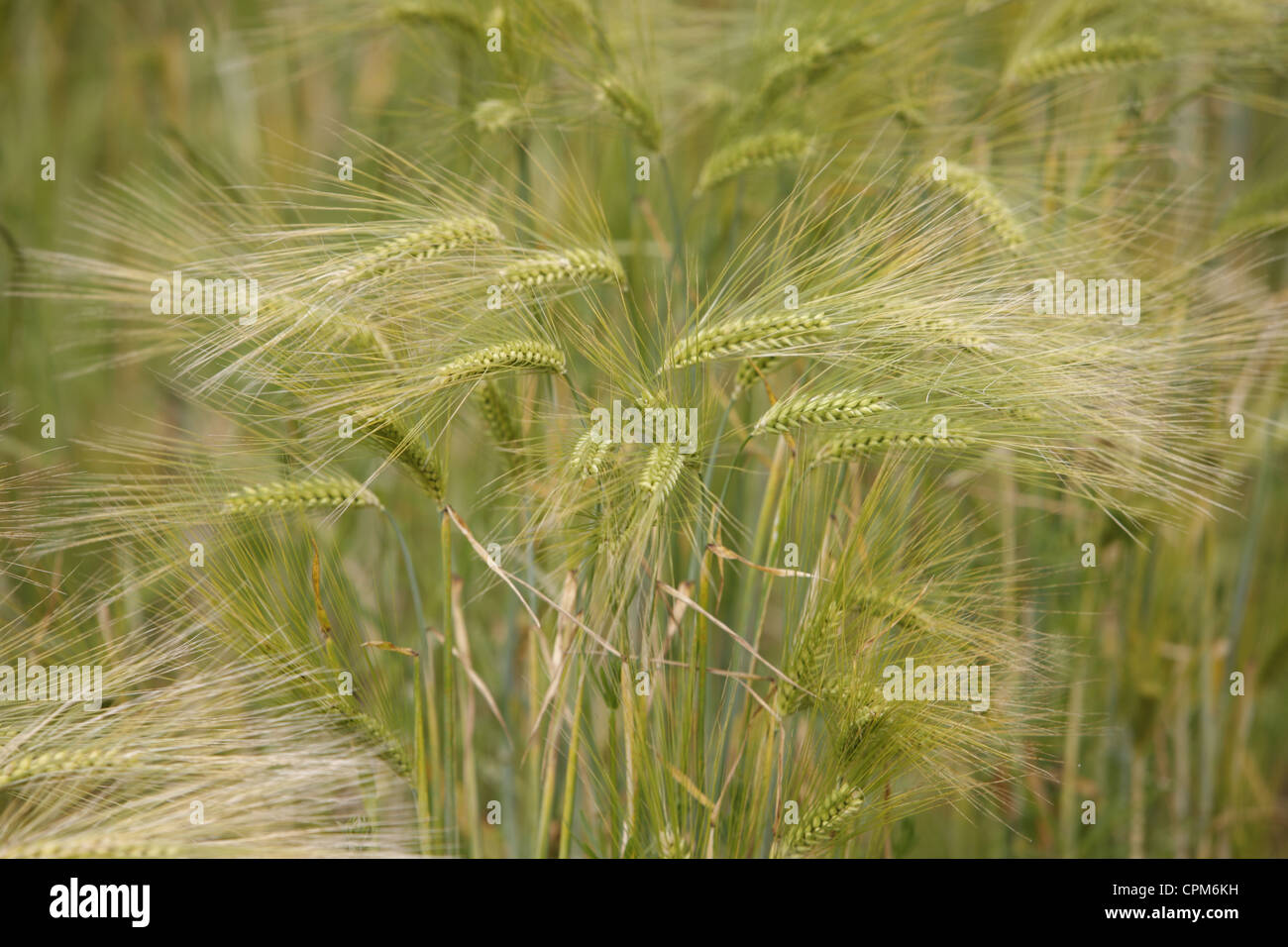 Triticum sp hi-res stock photography and images - Alamy