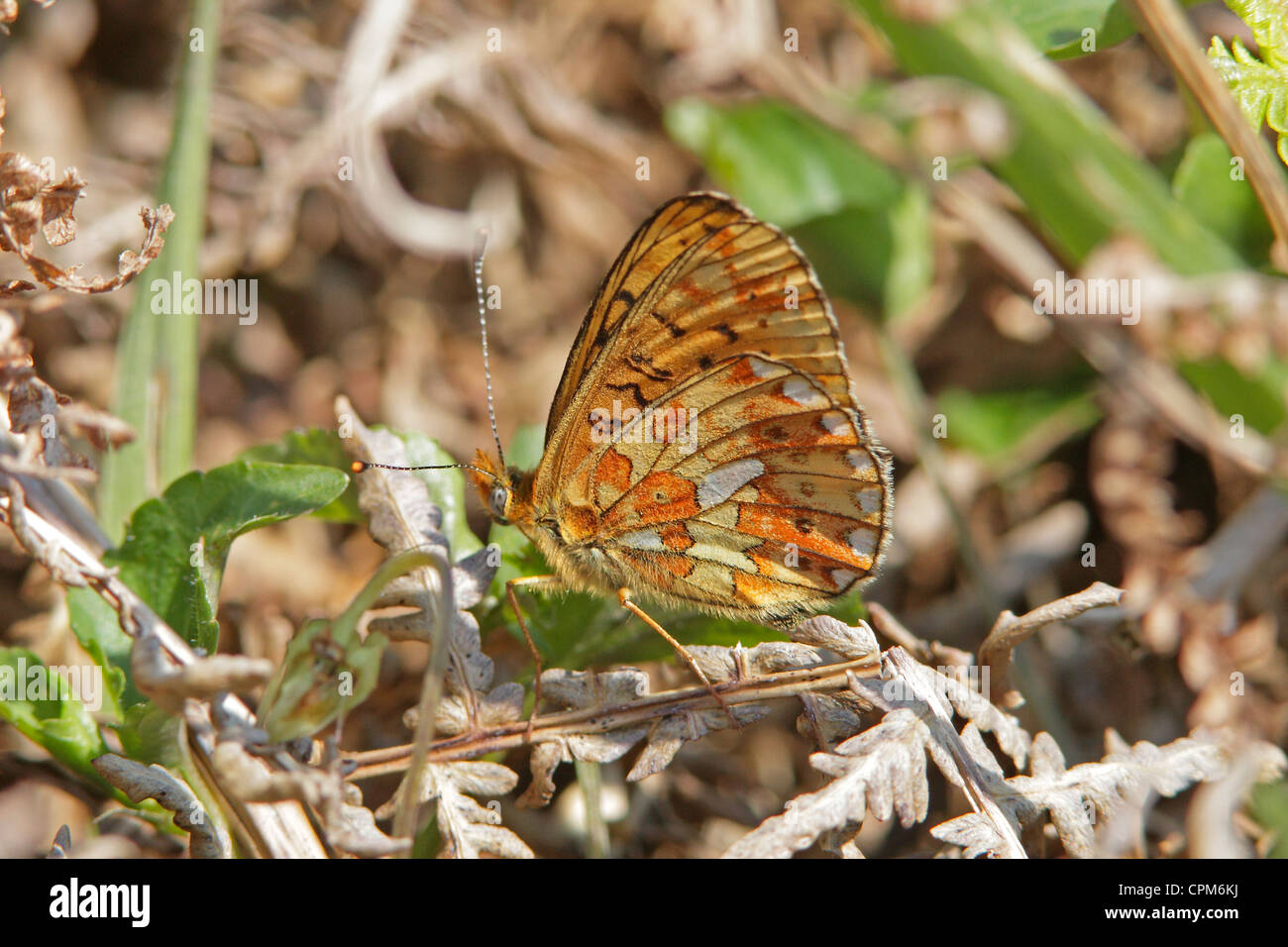 Pearl Bordered Fritillary Butterfly Stock Photo - Alamy