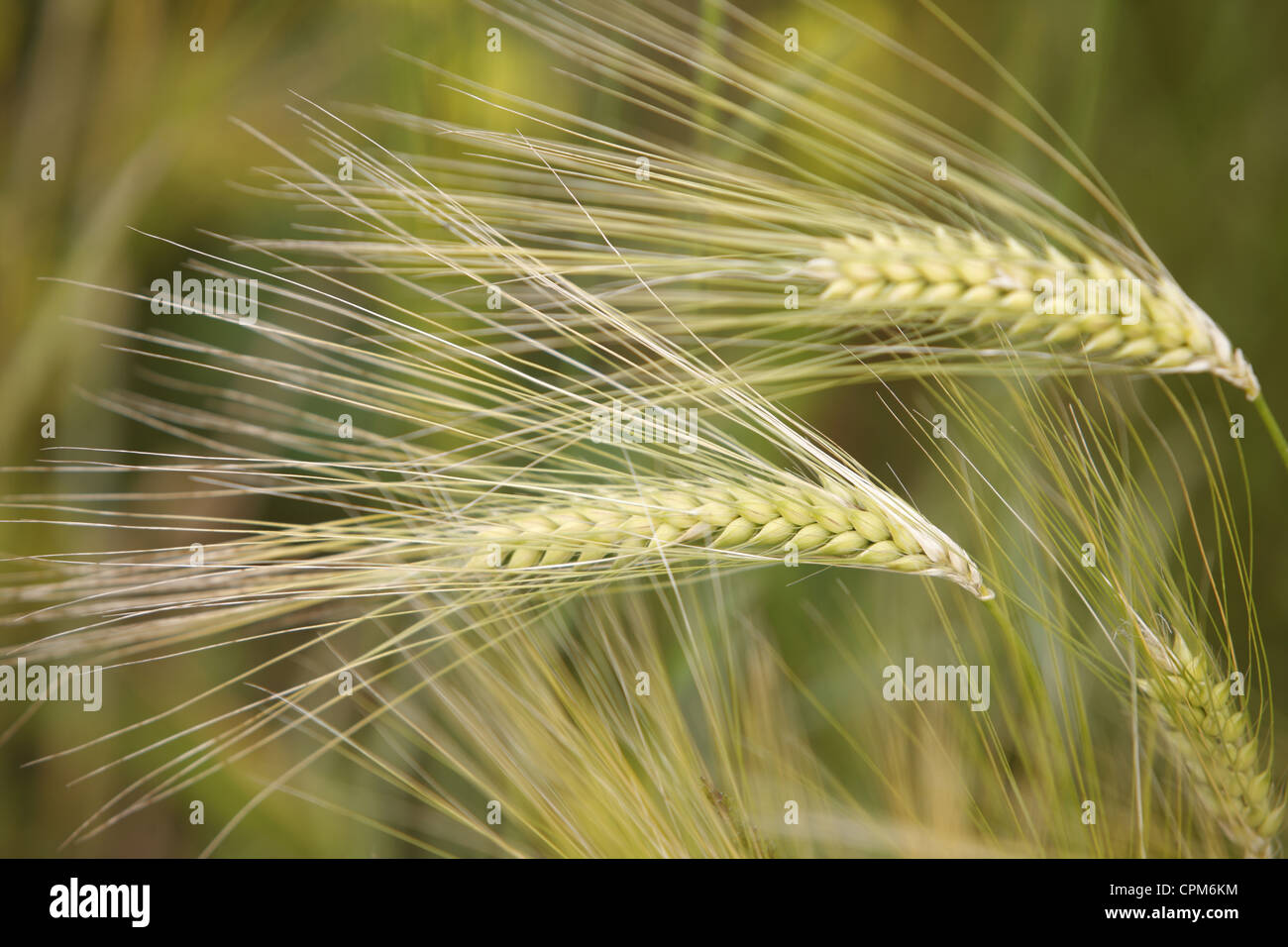 Triticum sp hi-res stock photography and images - Alamy