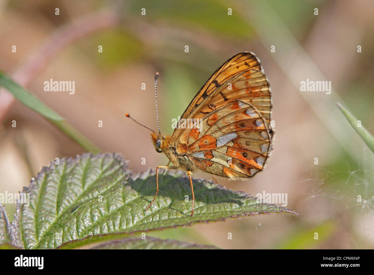 Pearl Bordered Fritillary Butterfly Stock Photo - Alamy