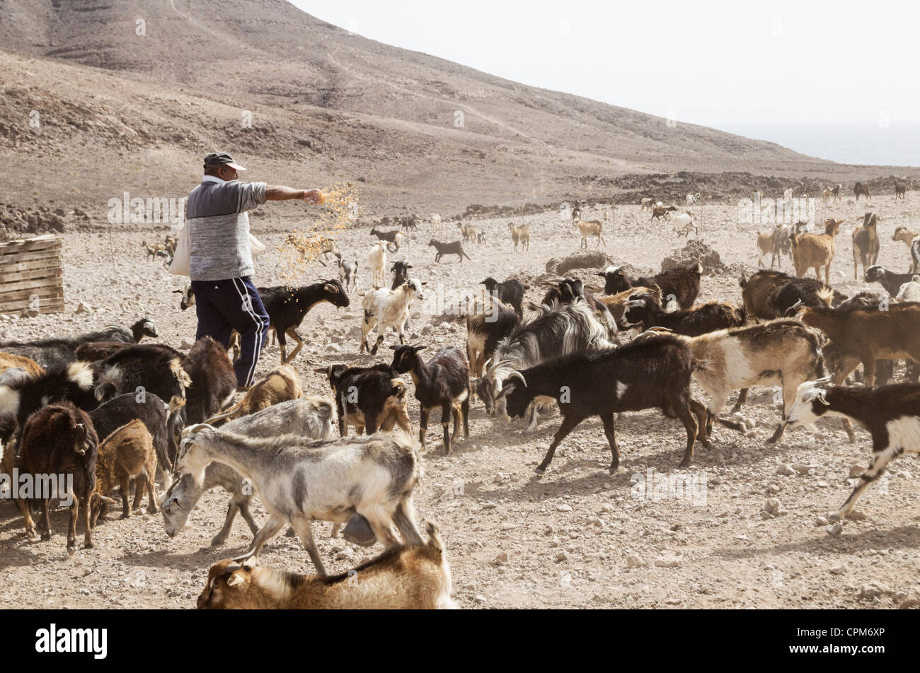 Man feeding goat corn hi-res stock photography and images - Alamy