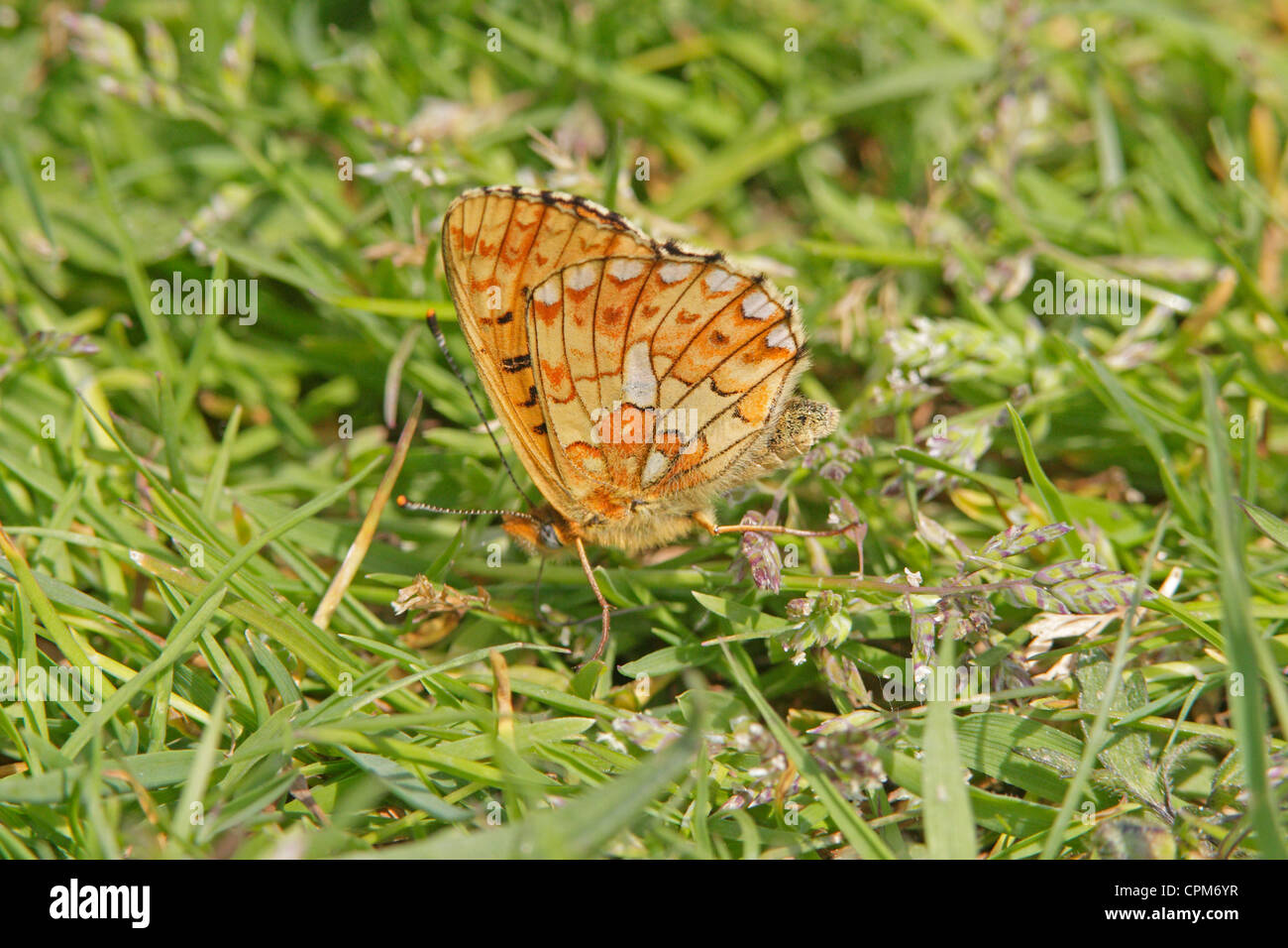Pearl Bordered Fritillary Butterfly Stock Photo - Alamy