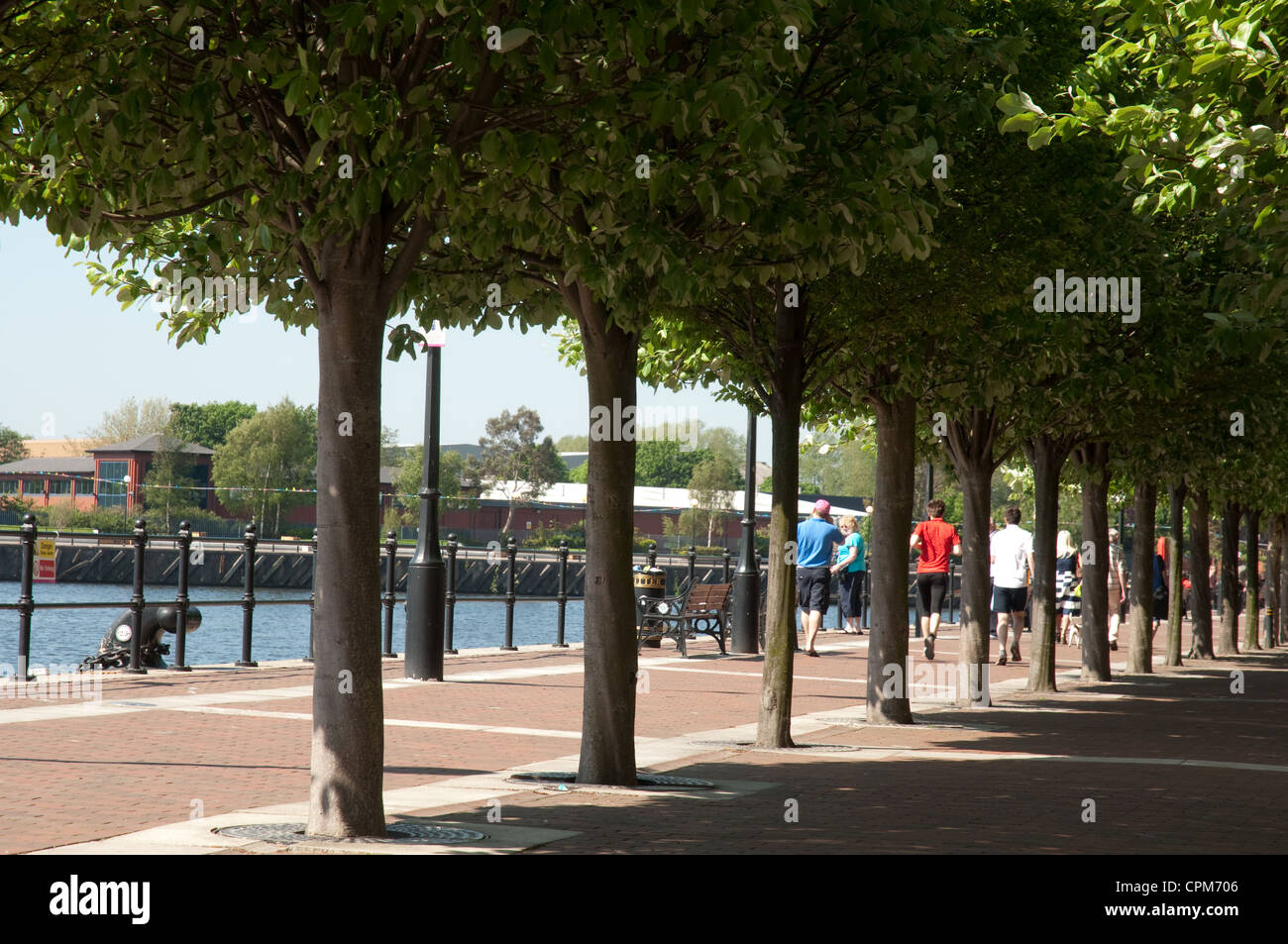 Tree lined quayside at Salford Quays, Salford Quays, Greater Manchester ...